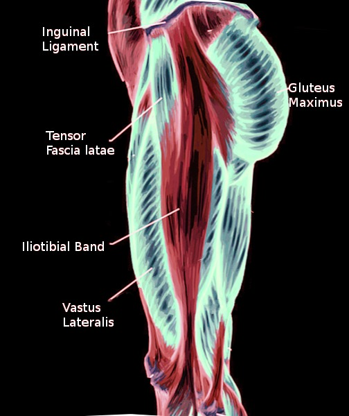 Maximize Your Glute Gains: A Comprehensive Training Guide – trim down ...